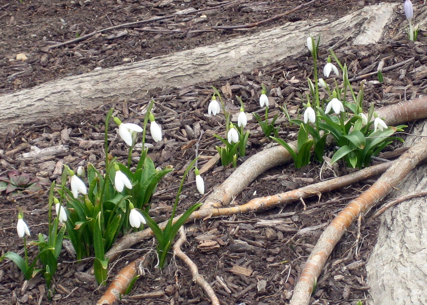 Deer-Resistant Spring Bulbs - Linden Gardens