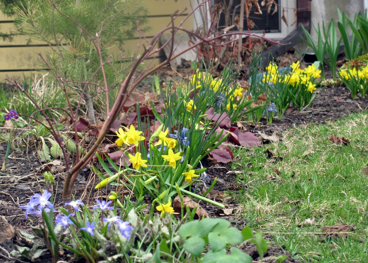 Deer-Resistant Spring Bulbs - Linden Gardens